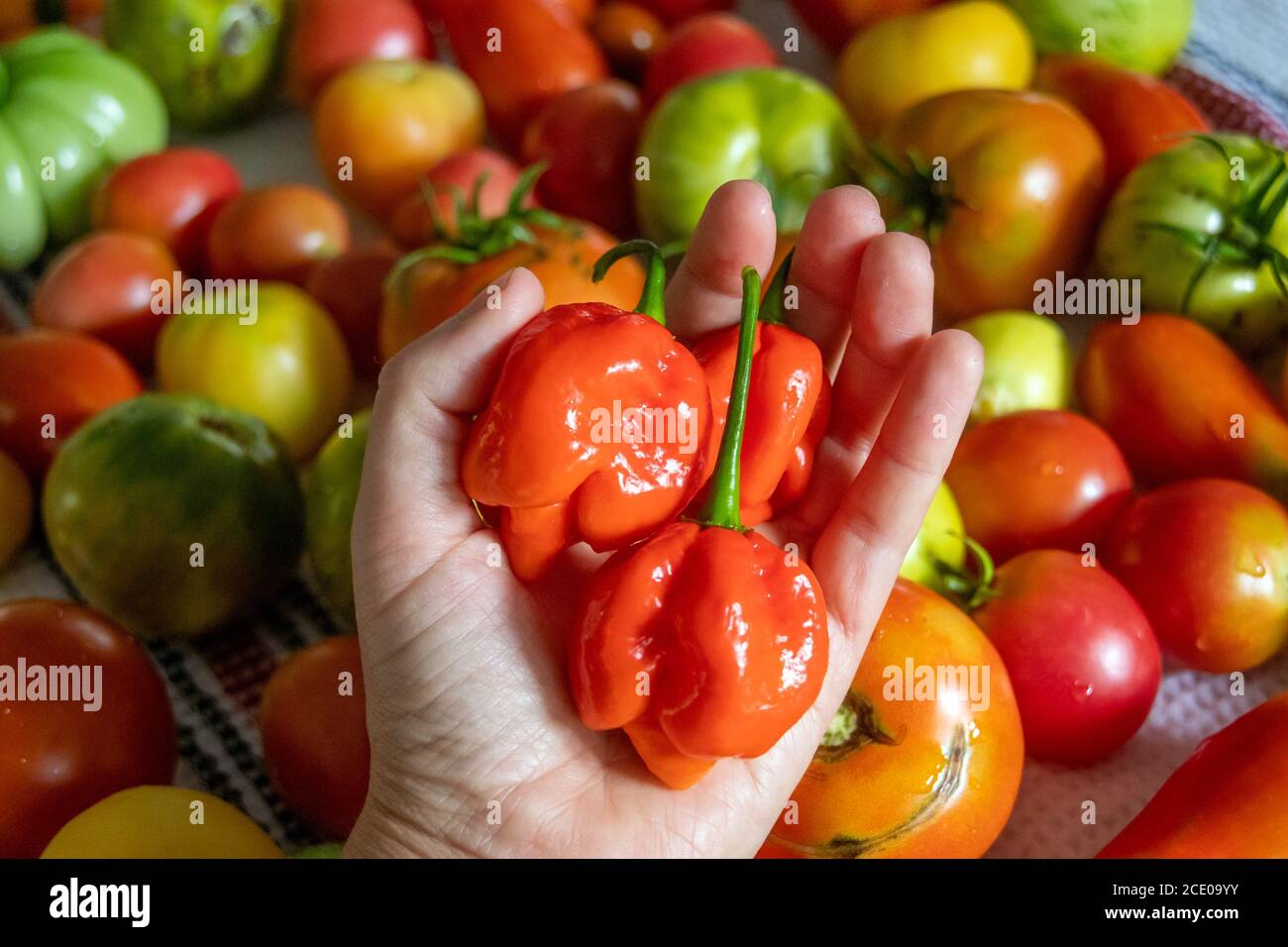Moruga hi-res stock photography and images - Alamy