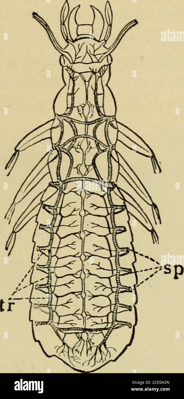 . Insect pests of farm, garden and orchard . Fig. 20.—Mouth-parts of a ...