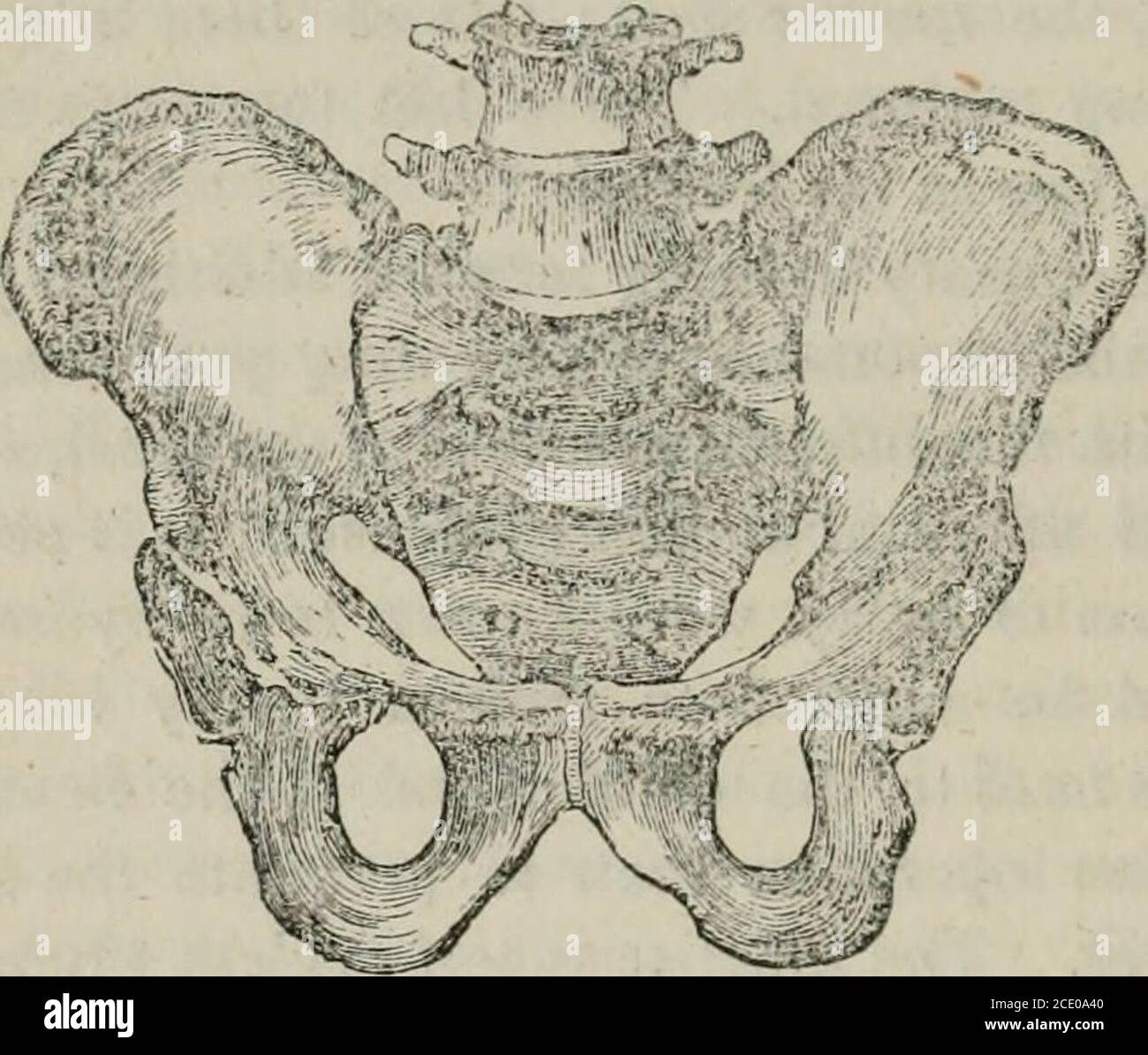 Sagittal suture hi-res stock photography and images - Alamy