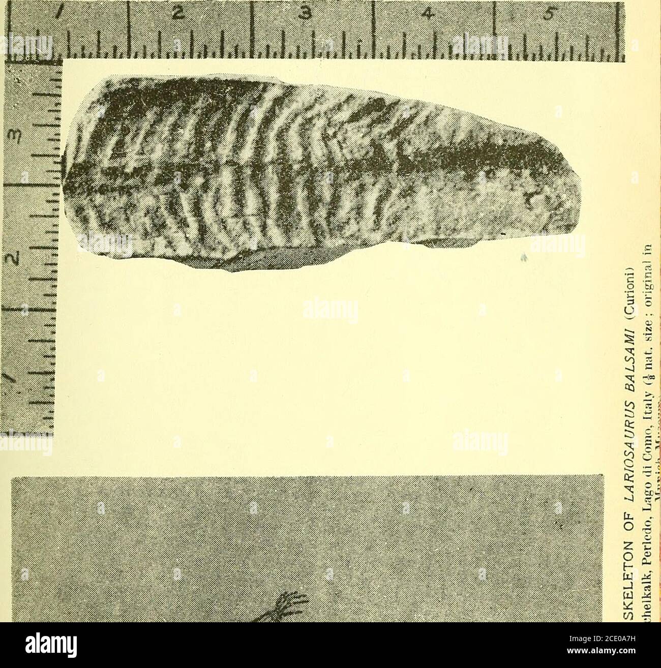 Microsauria hi-res stock photography and images - Alamy