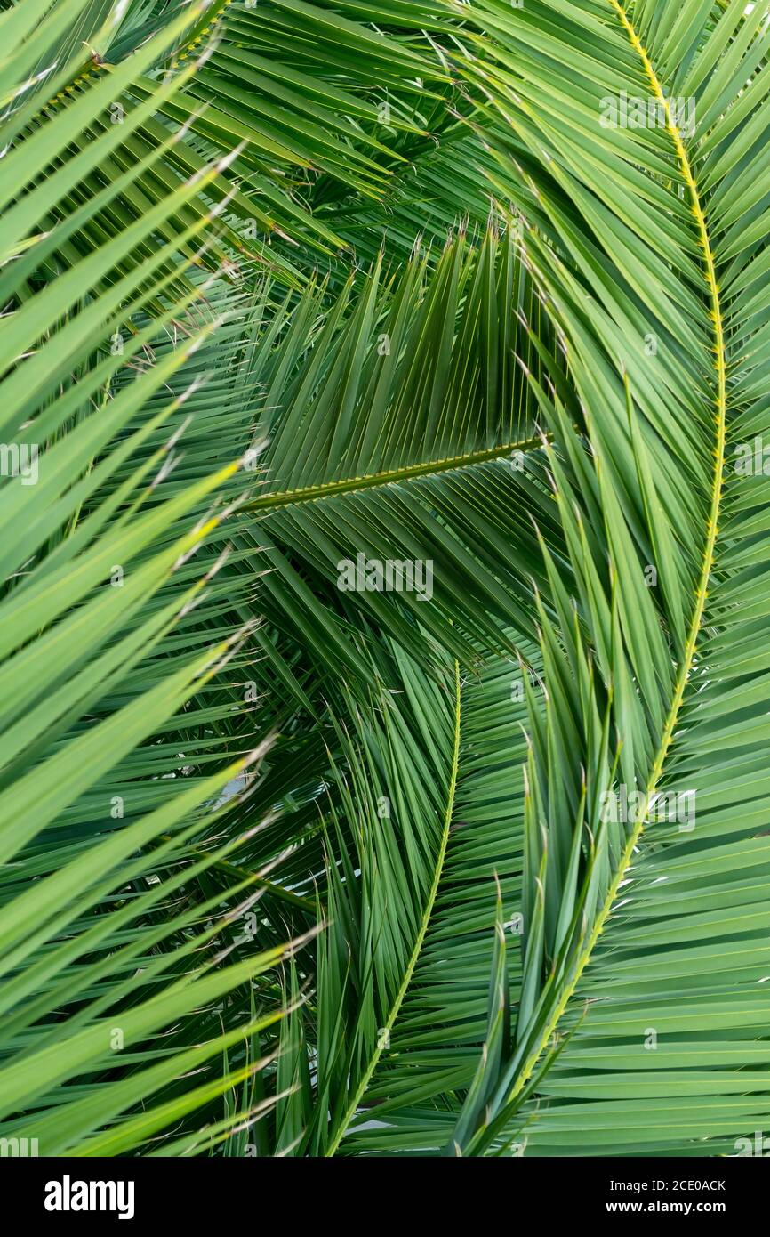 Beautiful branches of a tropical palm tree close up in the jungle ...