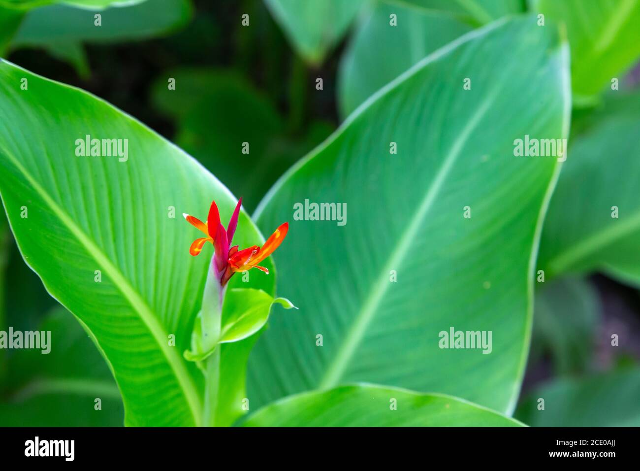 Madagascar plants hi-res stock photography and images - Alamy