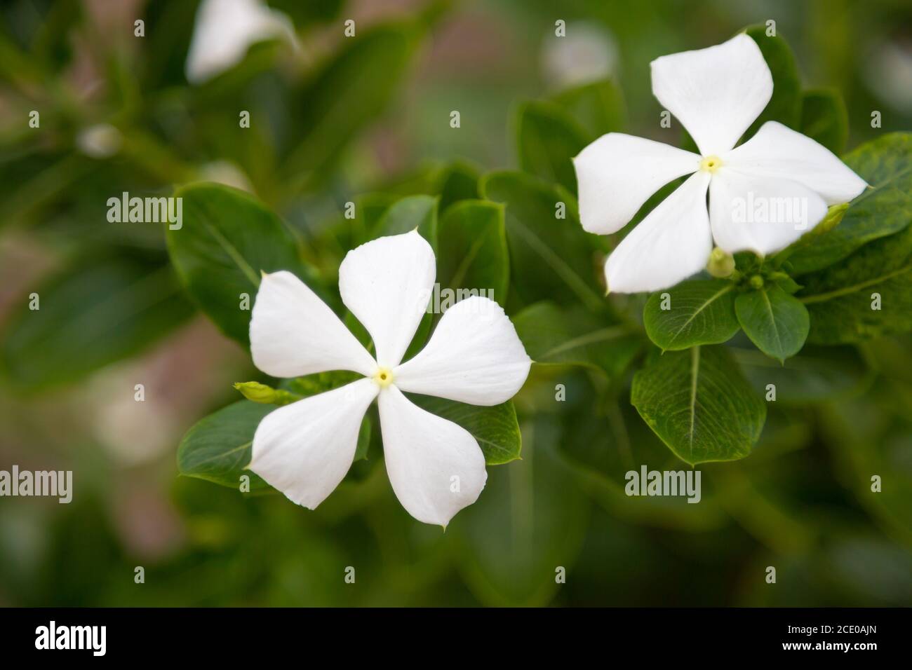 Madagascar plants hi-res stock photography and images - Alamy