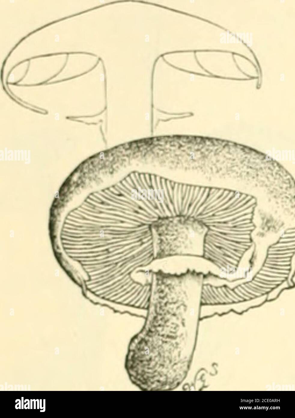 . Guide to Sowerby's models of British fungi in the Department of ...