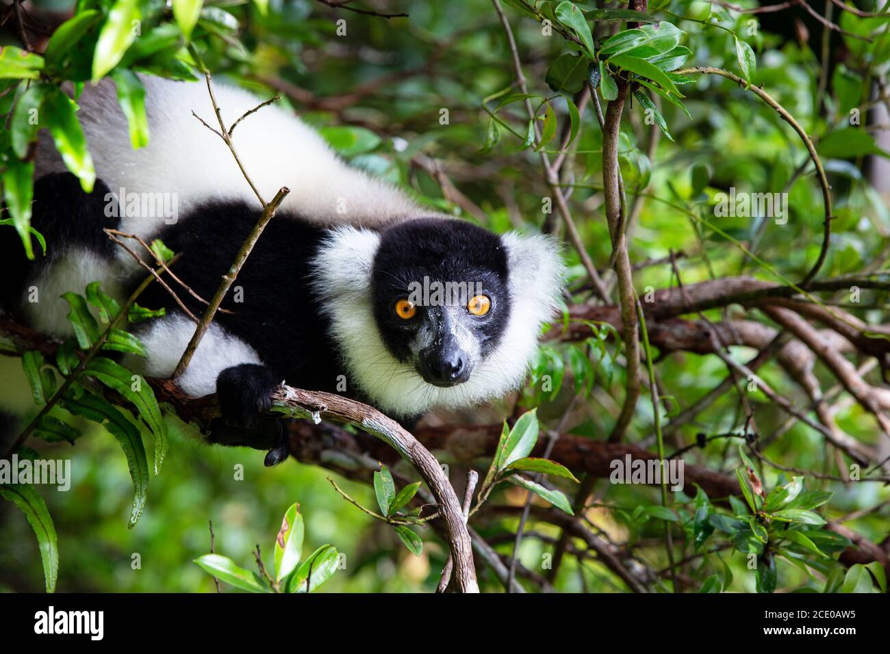 A lemur on a tree, between the foliage in a rainforest in Madagascar ...