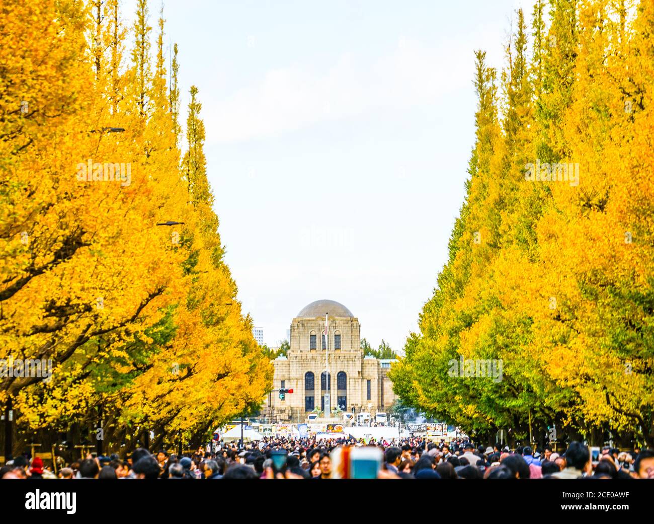 Ginkgo Shrine outer garden ginkgo row of trees Stock Photo - Alamy