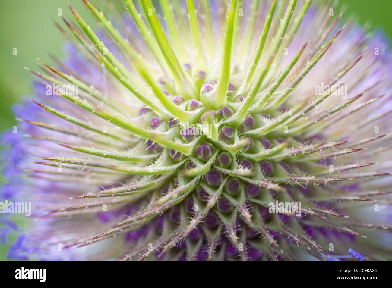 Texture layer background nature image abstract of thistle Stock Photo ...