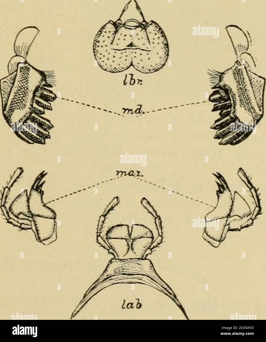 . Insect pests of farm, garden and orchard . ... maxillary palpus; 28 ...