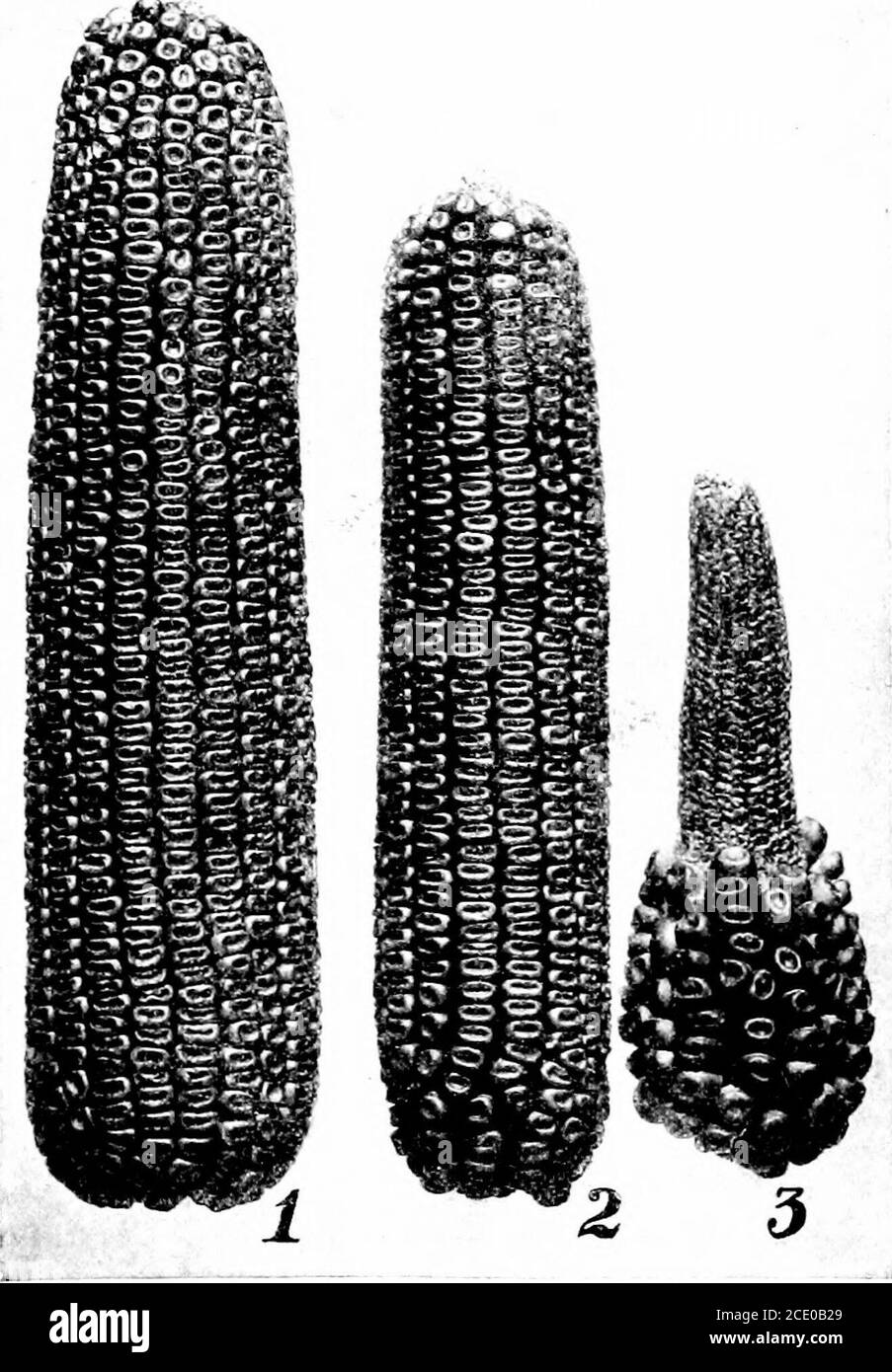 . Productive agriculture . Courtesy Iowa State College, Fig. 19. — The ...