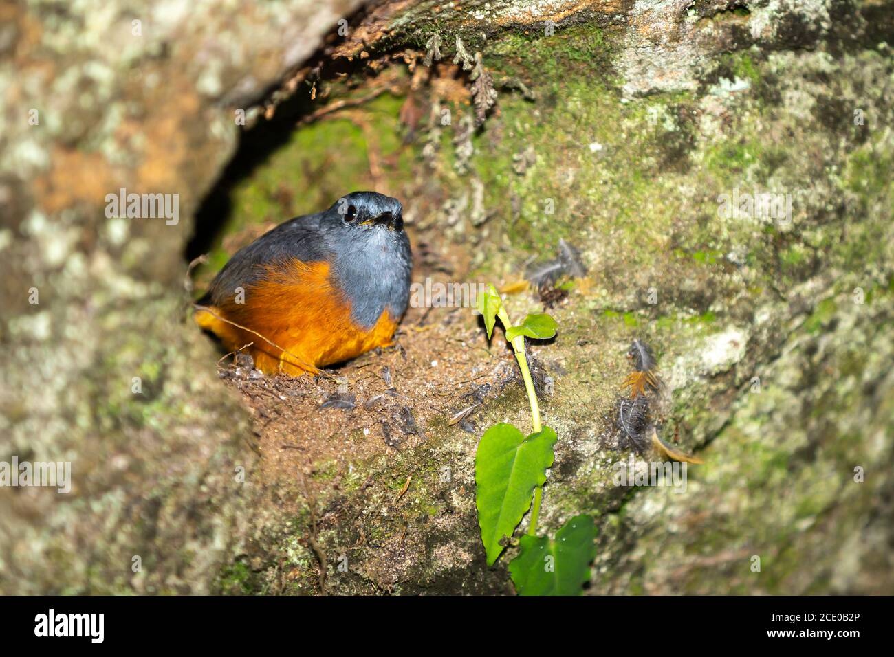 Madagascar fody on branch hi-res stock photography and images - Alamy