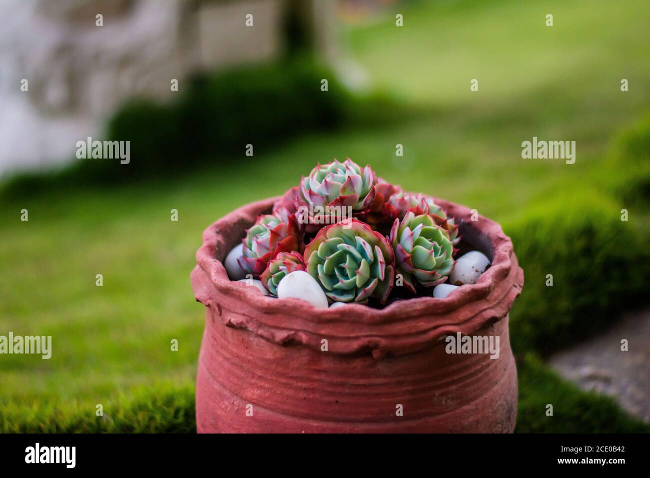 cactus species, A cactus is a member of the plant family Cactaceae ...