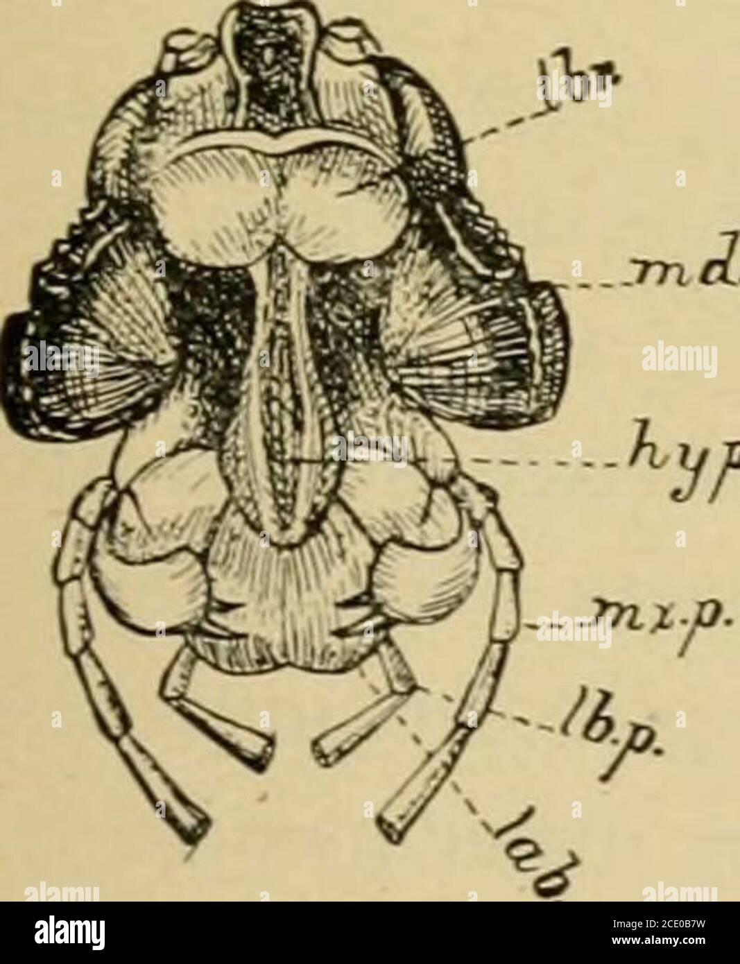 Maxillary galea hi-res stock photography and images - Alamy