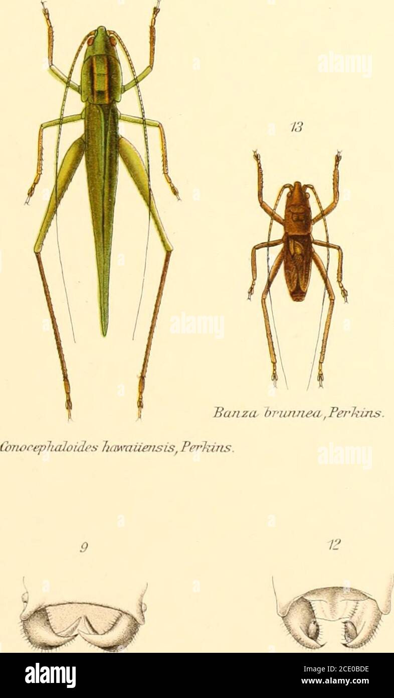 . Genera insectorum. . Bauy.a moloktUensis,Ferkins. 7. Baiixa pat-vida ...