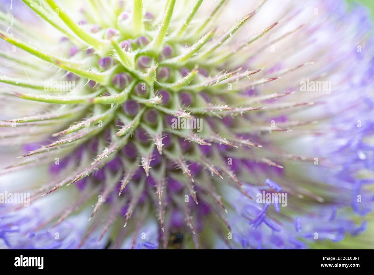 Texture layer background nature image abstract of thistle Stock Photo ...