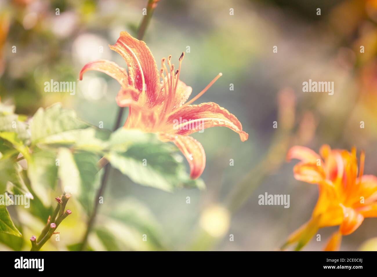 Sere flowers hi-res stock photography and images - Alamy