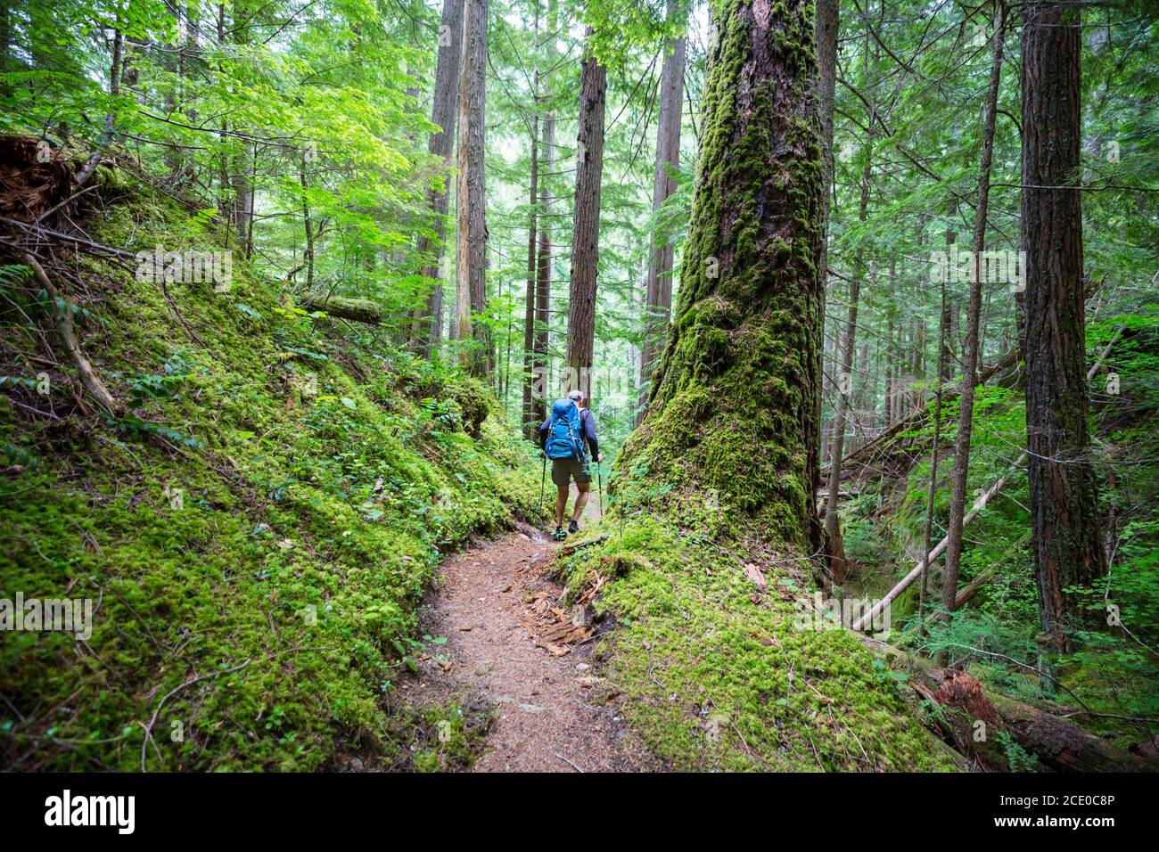Hike in forest Stock Photo - Alamy