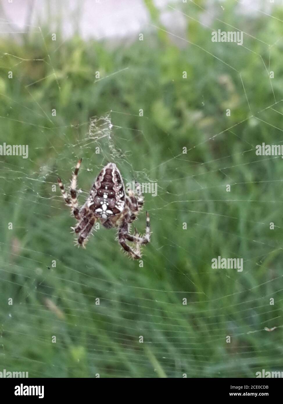 A spider in the tree Stock Photo - Alamy