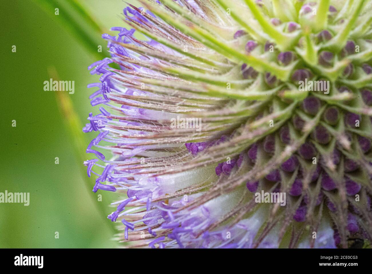 Texture layer background nature image abstract of thistle Stock Photo ...