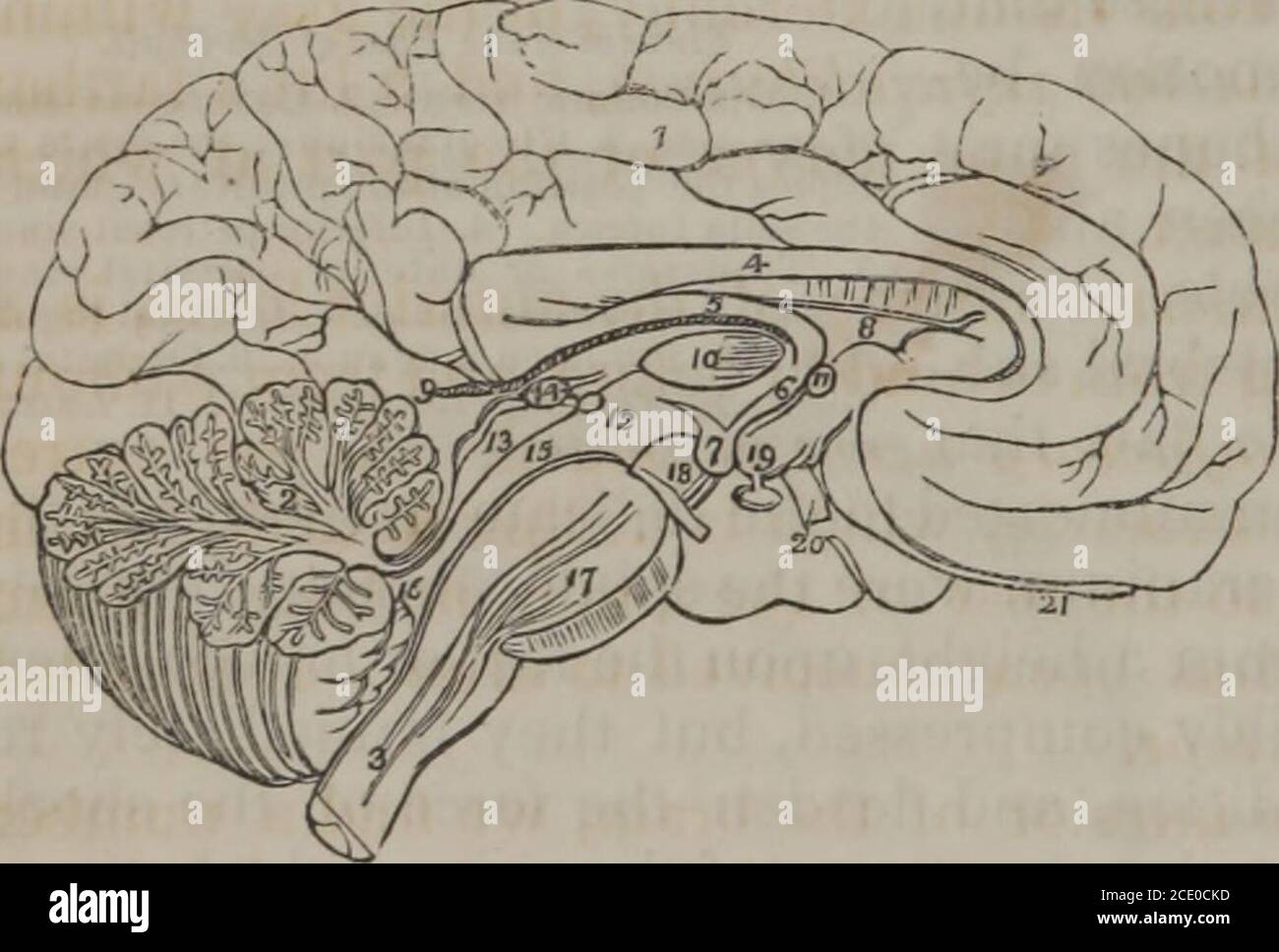 . Human physiology (Volume 1) . s chief use is to secrete a thin fluid ...