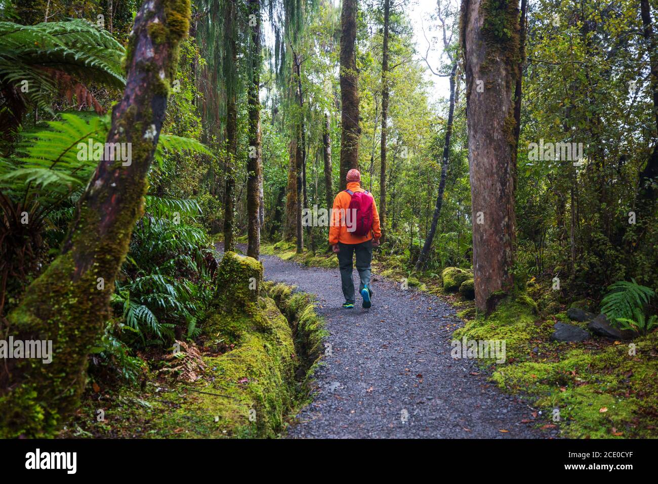 New Zealand forest Stock Photo - Alamy