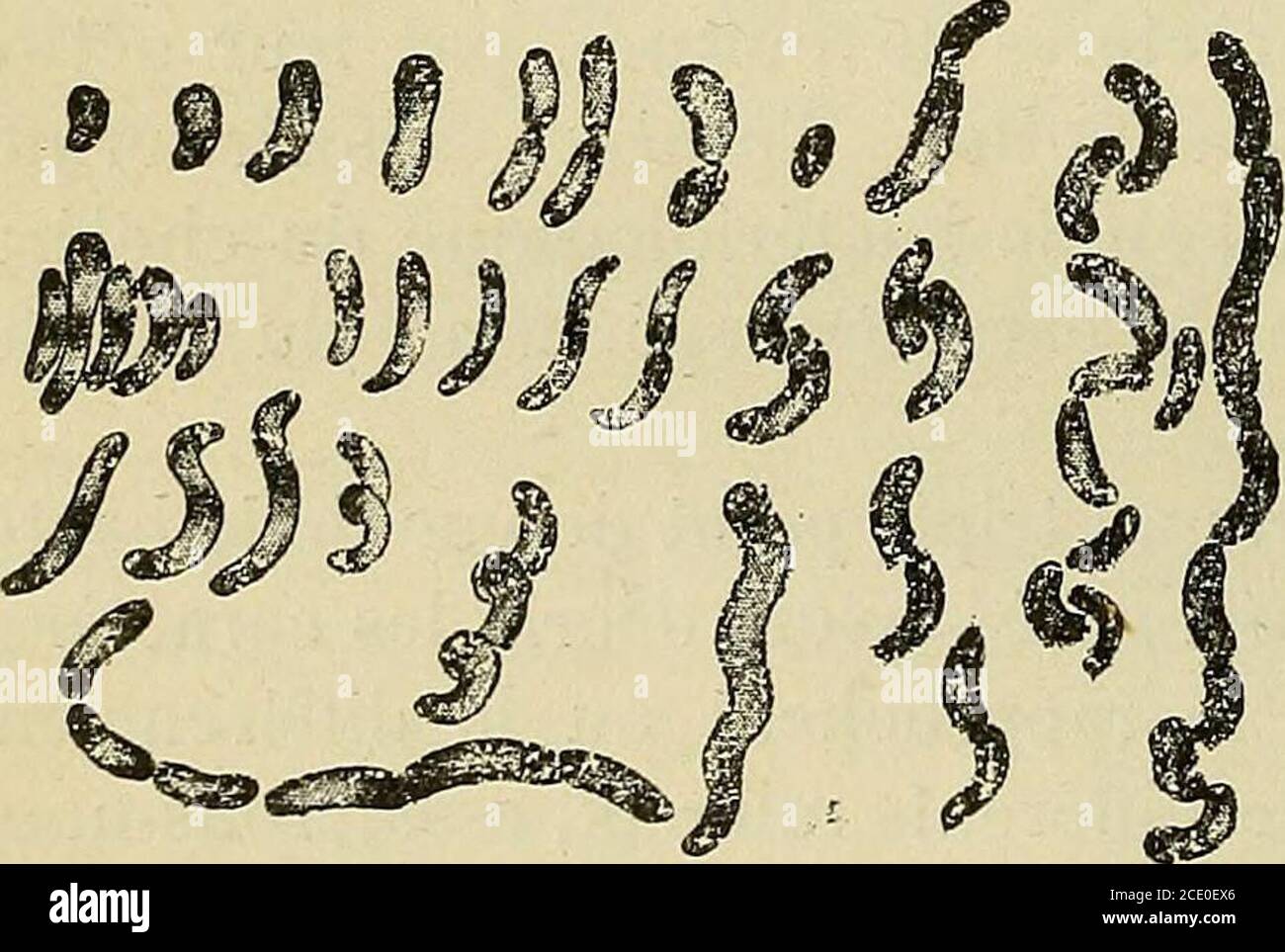 Les bactéries hi-res stock photography and images - Alamy