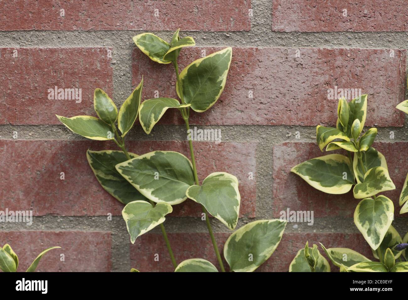 Green leaves and opened hedera flower in my garden. A flower that adds ...