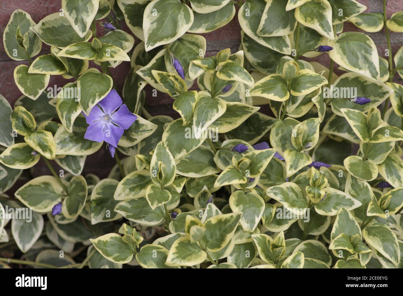 Green leaves and opened hedera flower in my garden. A flower that adds ...