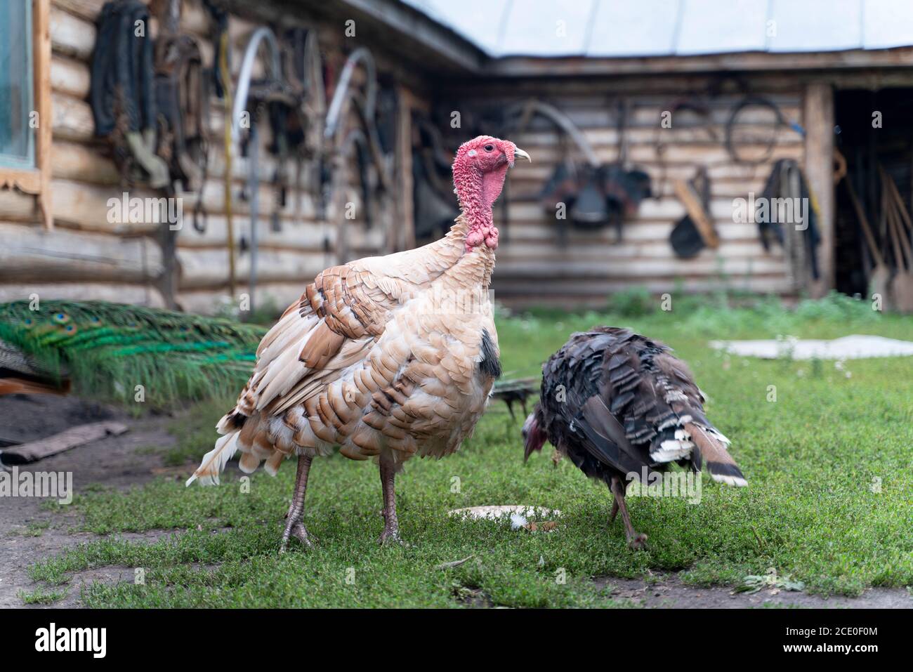 The old traditional village in kazan region Stock Photo - Alamy