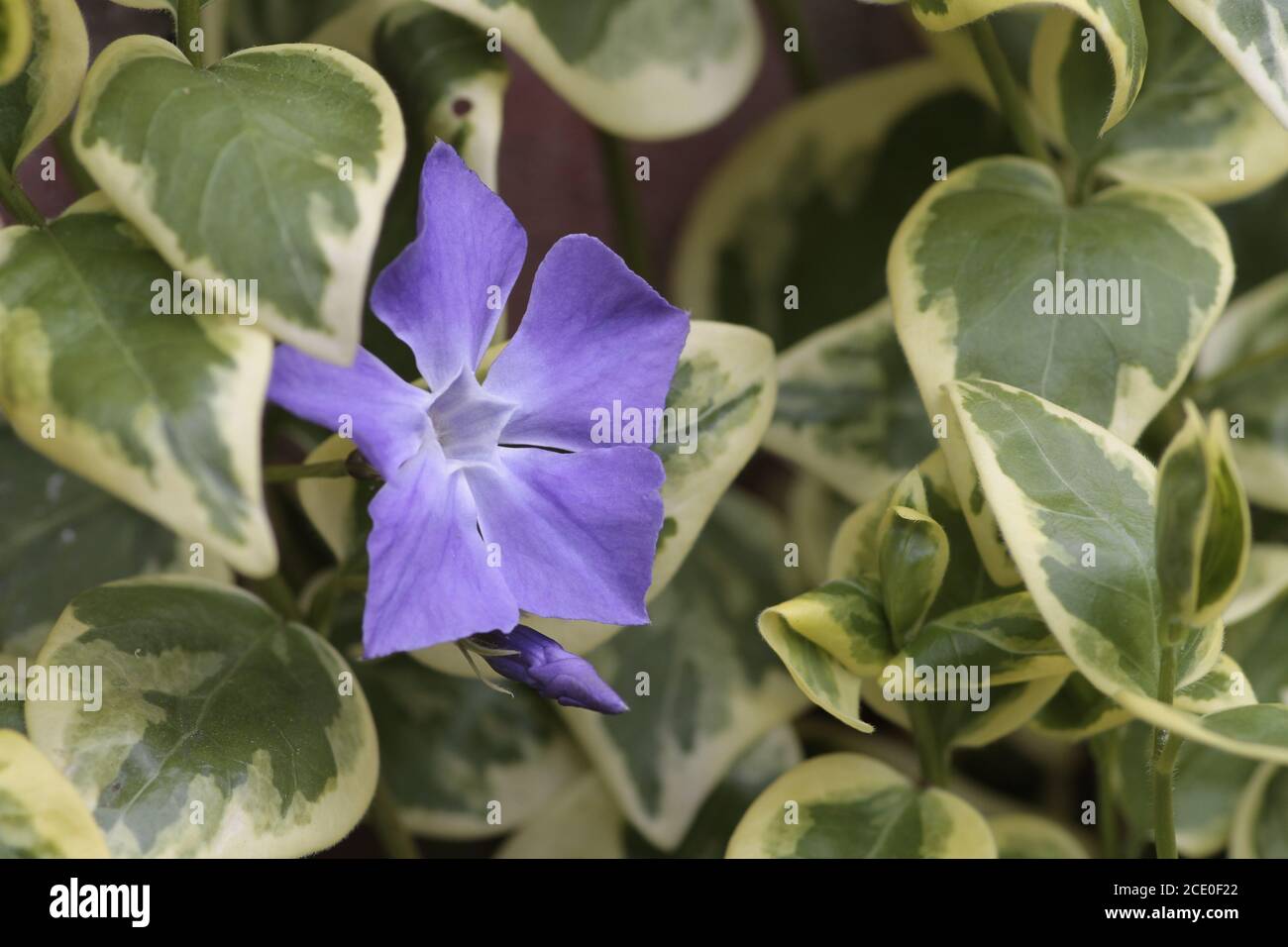 Green leaves and opened hedera flower in my garden. A flower that adds ...