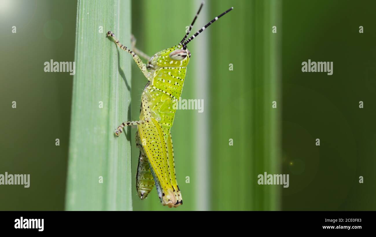 Photo macro of a green grasshopper on a leaf. Small insect with long ...