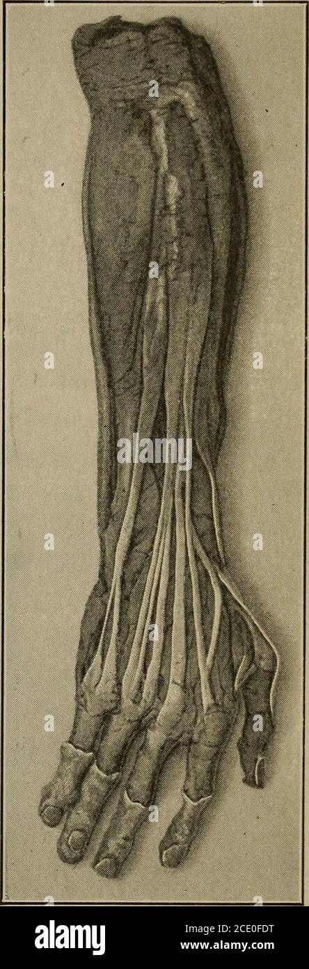 . The human body and health : an elementary text-book of essential ...
