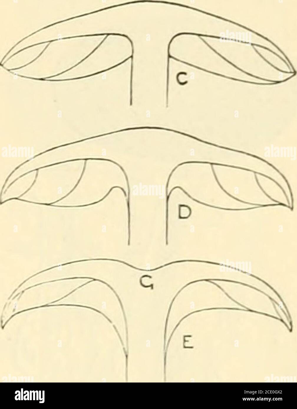 . Guide to Sowerby's models of British fungi in the Department of ...