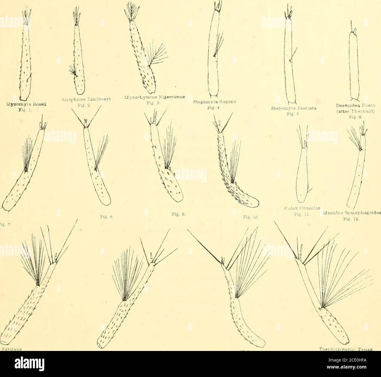 . On the importance of larval characters in the classification of ...
