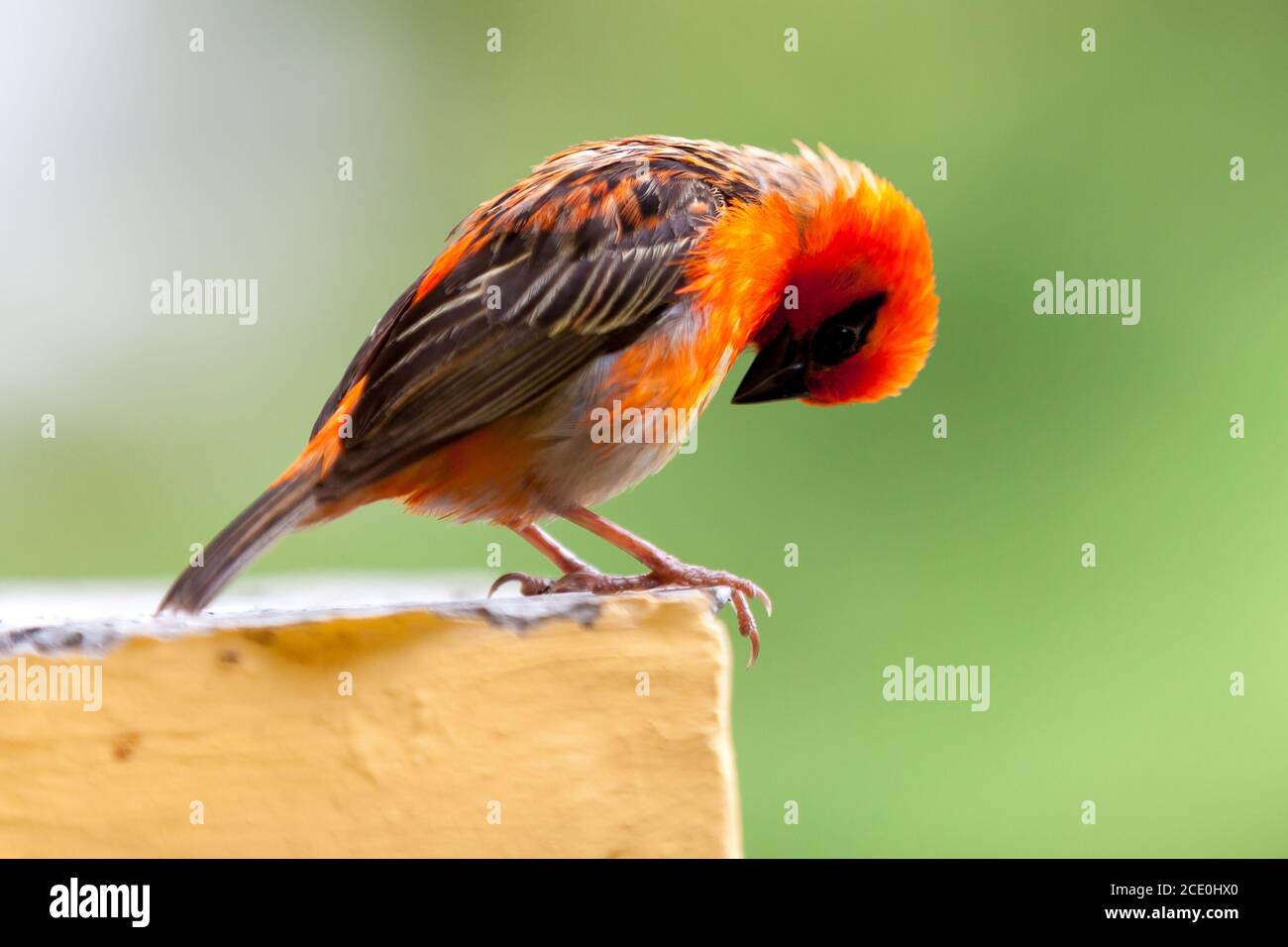 Local bird hi-res stock photography and images - Alamy