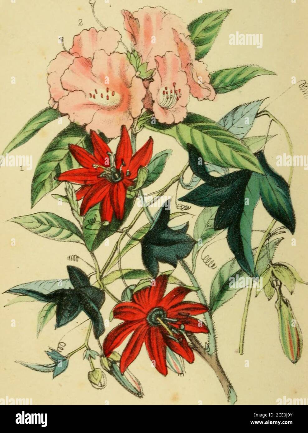 . The ladies' companion to the flower-garden : being an alphabetical ...