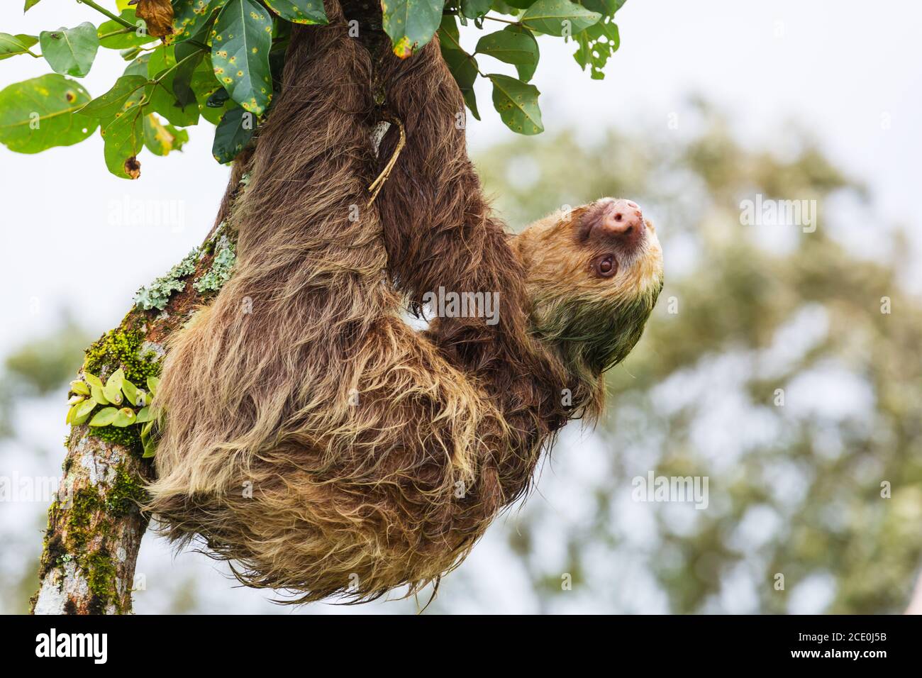 Happy sloth hi-res stock photography and images - Alamy