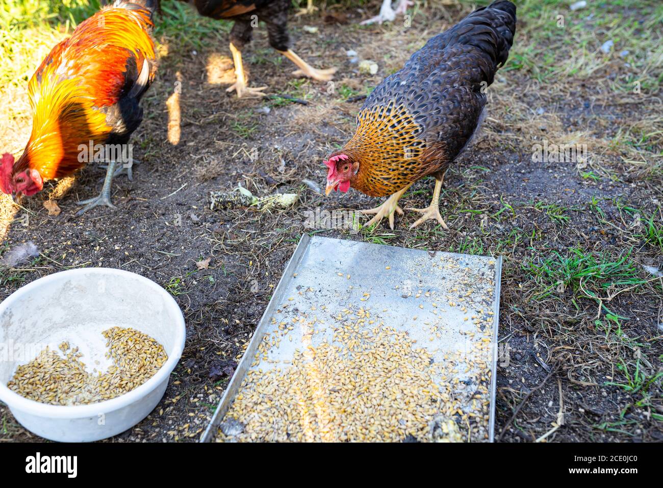 Brownish black domestic hen eating grains of grain from a metal tray in ...