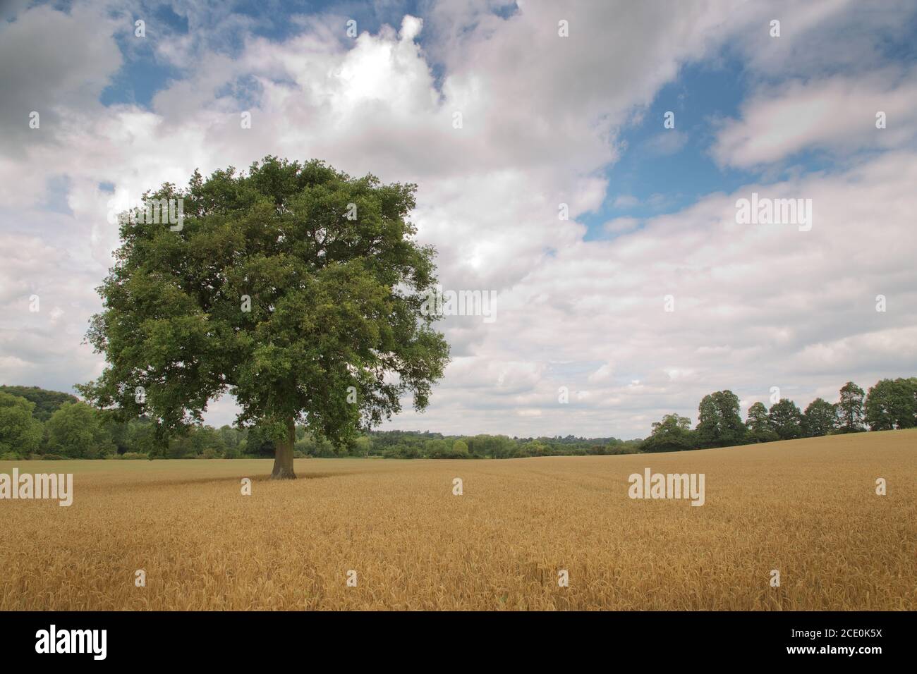 landscape image of trees and how they impact on the landscape Stock ...