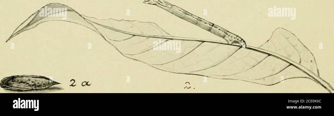 Spinach moths hi-res stock photography and images - Alamy