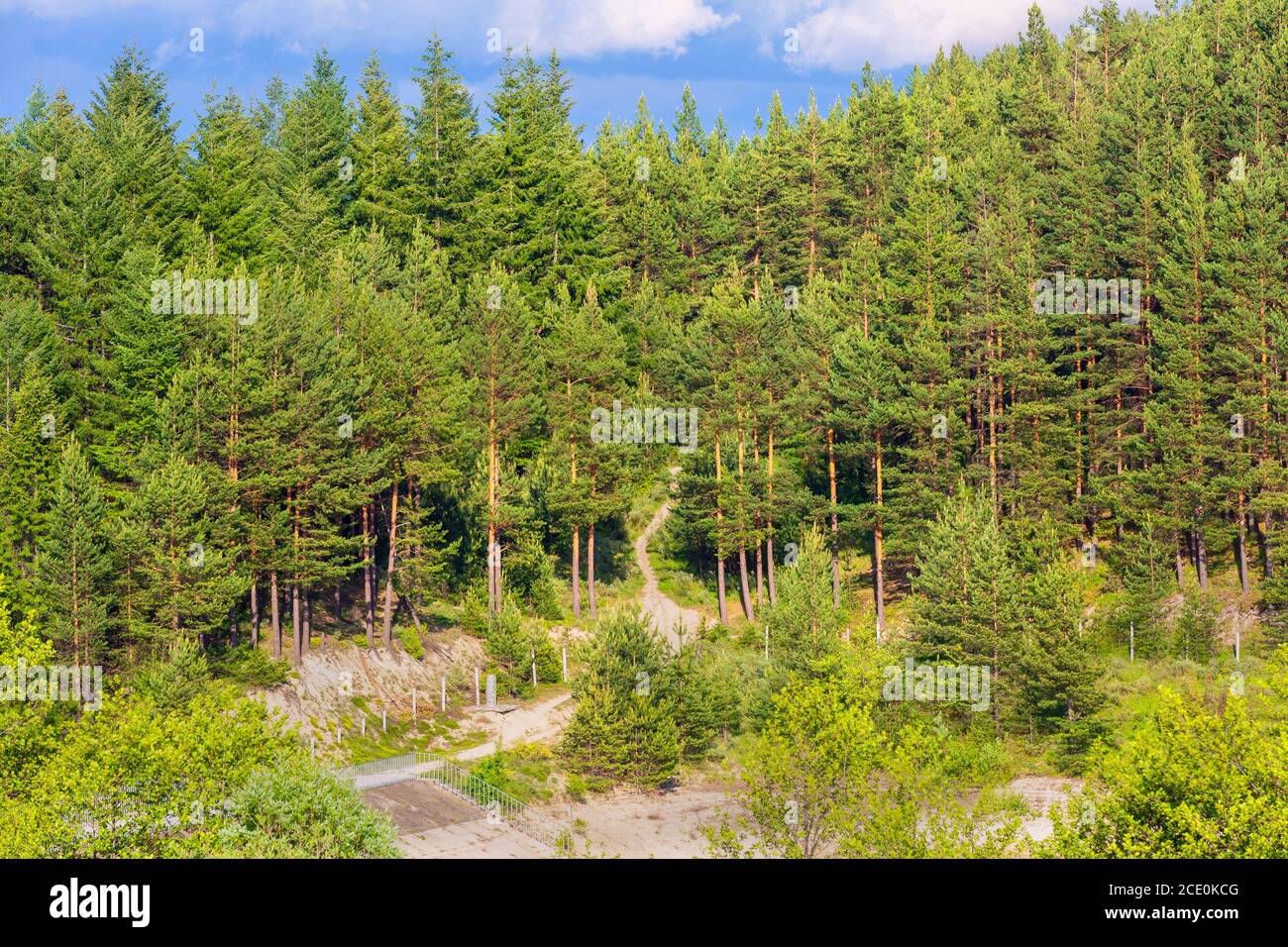 Pine trees forest photo background Stock Photo - Alamy