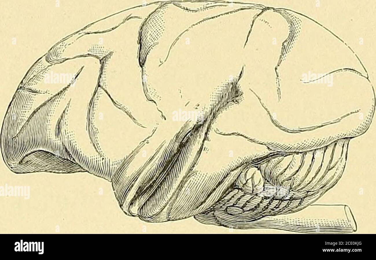 Ofneck hi-res stock photography and images - Alamy