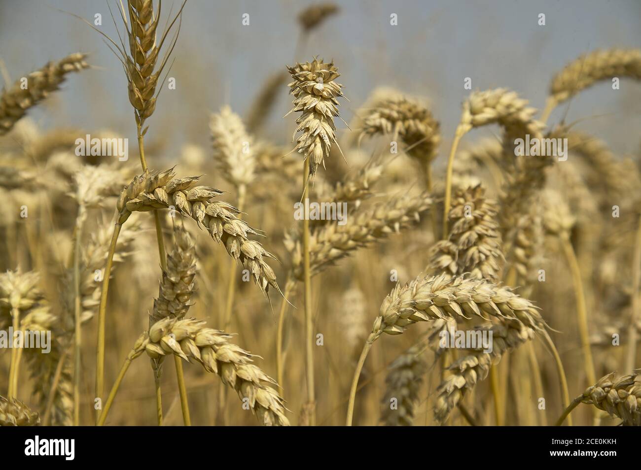 Barley detail hi-res stock photography and images - Alamy