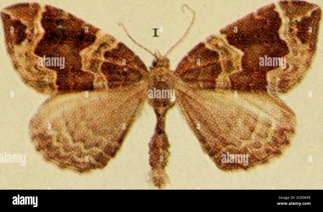 . The moths of the British Isles . 2 //. 62. 1. The Tissue: crJi-7 ...