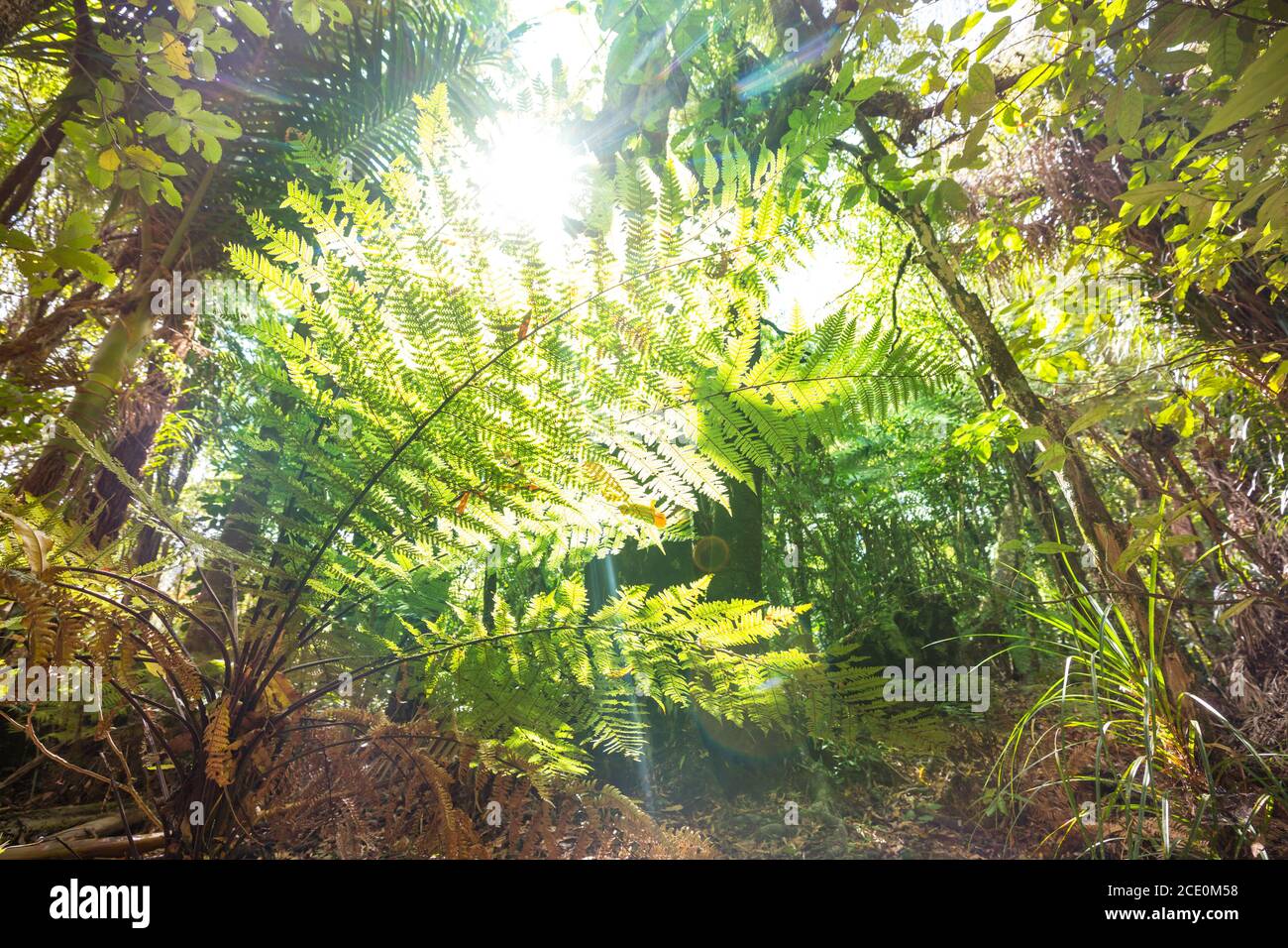New Zealand forest Stock Photo - Alamy