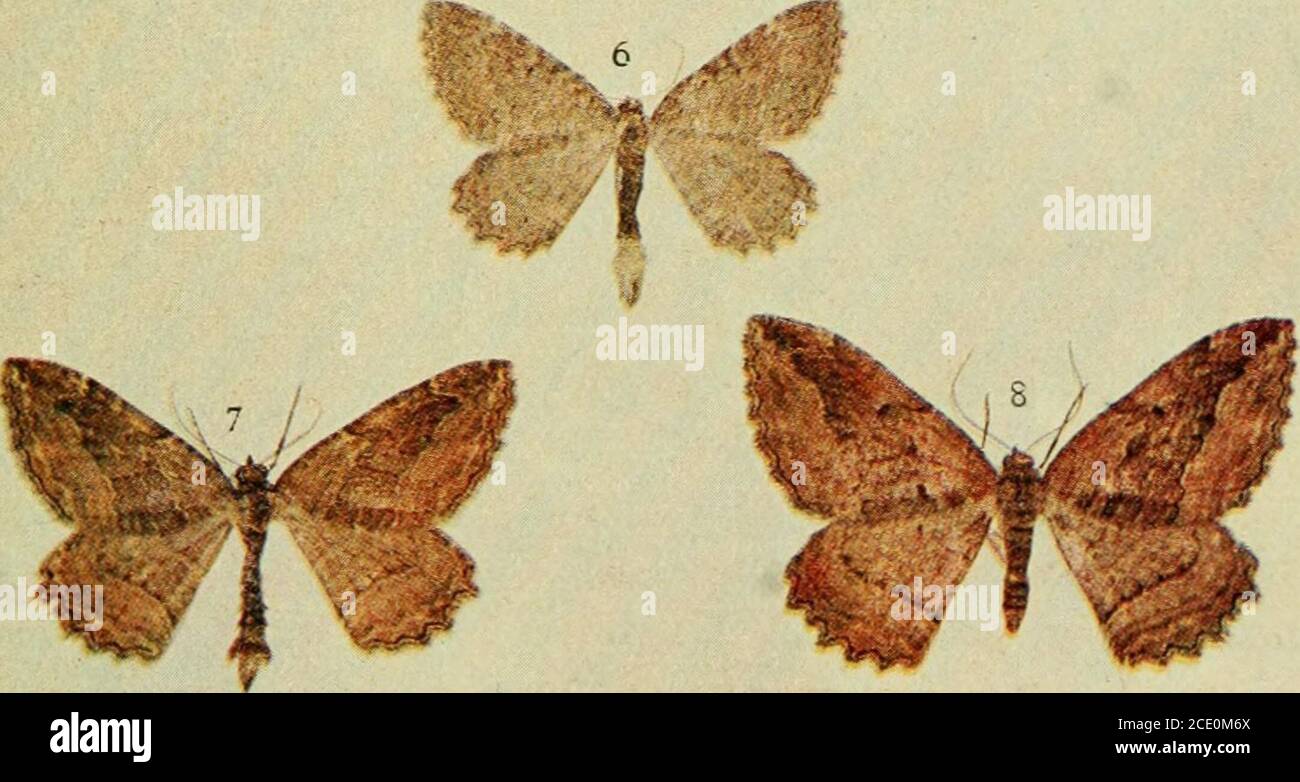 . The moths of the British Isles . 2 yy. 6o. I, 2. The Tissue. 3 ...