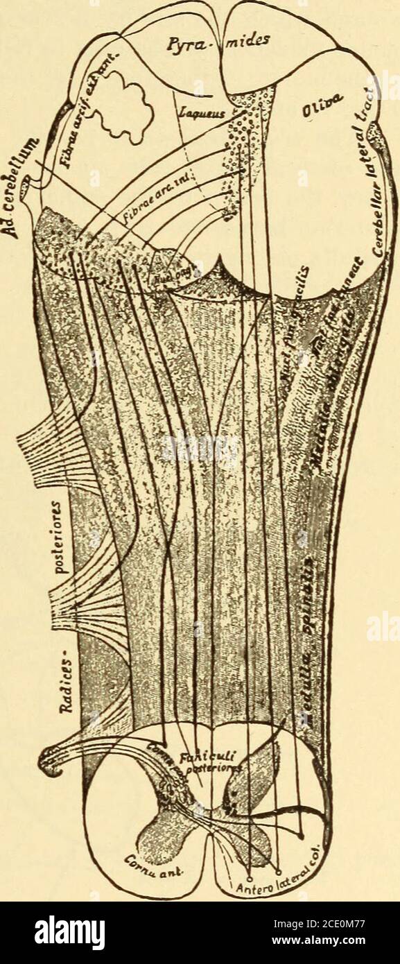 Ganglia peripheral nervous system hi-res stock photography and images ...