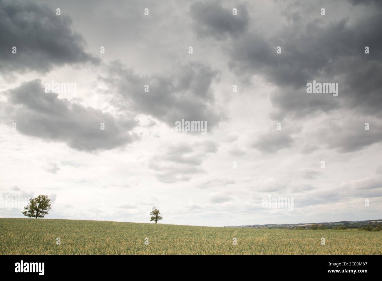 landscape image of trees and how the imposing impact on the landscape ...