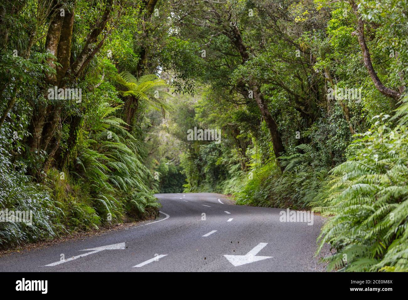 New Zealand Vegetation High Resolution Stock Photography and Images - Alamy