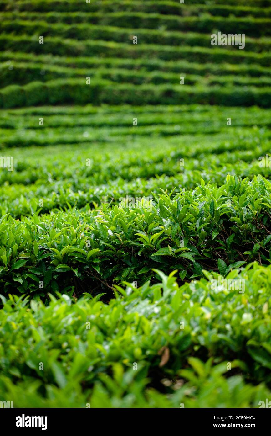 Green tea plantations, green plant background Stock Photo - Alamy