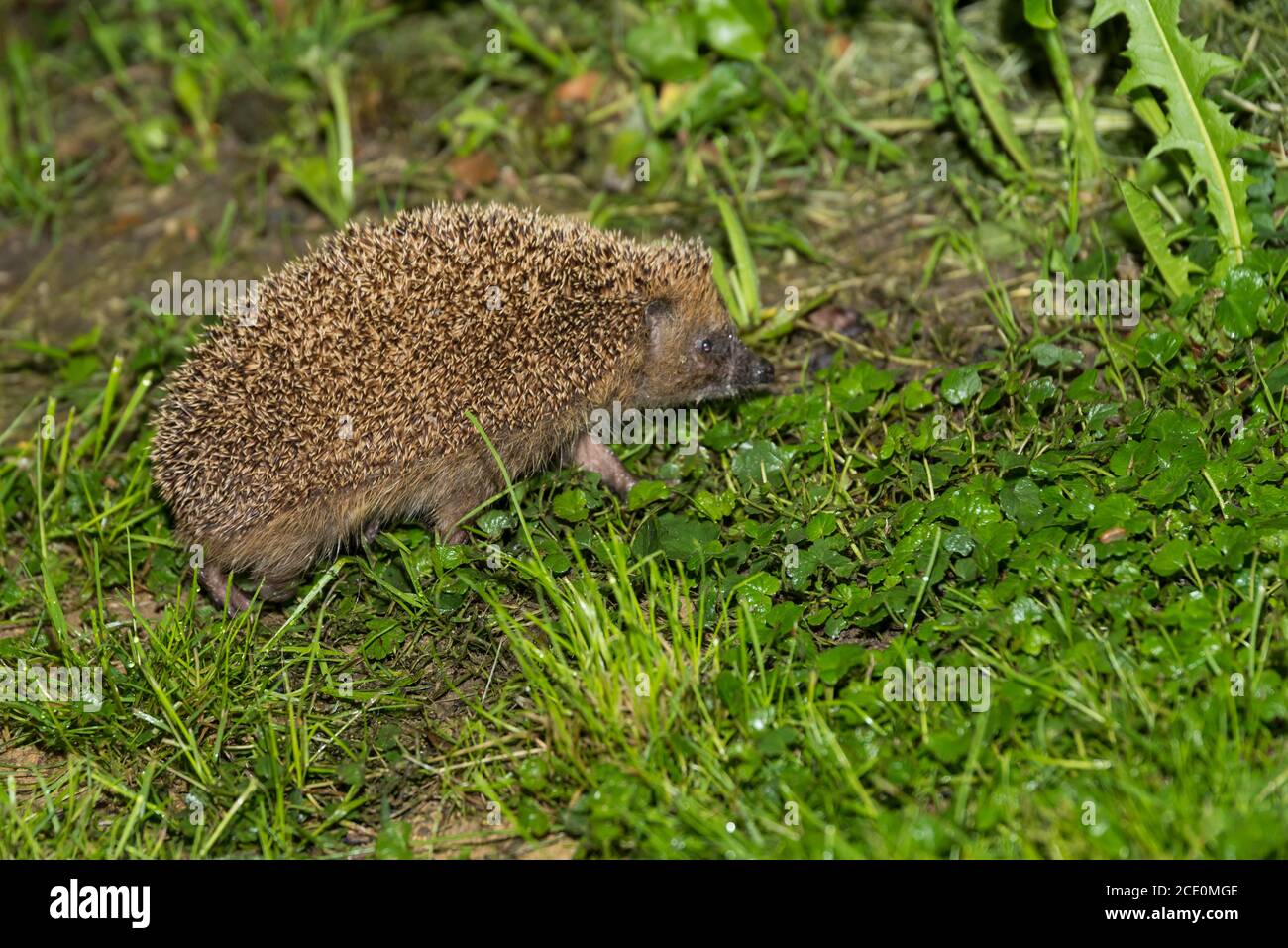 Hedgehog is looking for food - nocturnal insectivores Stock Photo - Alamy
